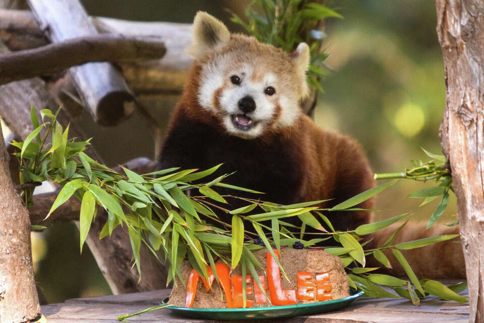 How a Bay Area teen became the lead in Pixar's 'Turning Red'