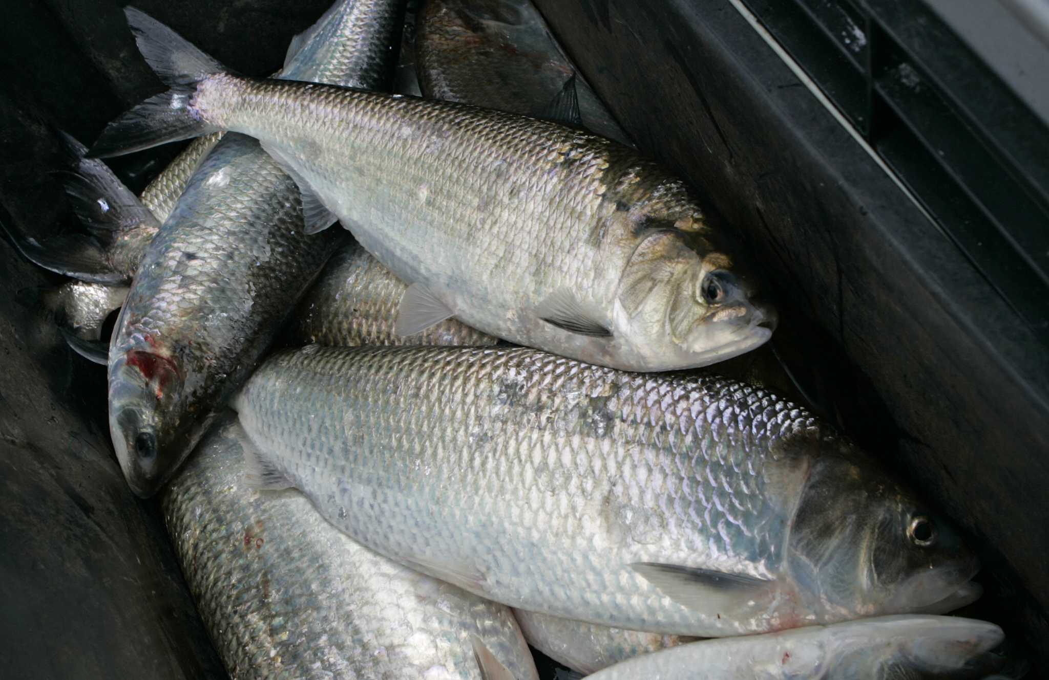 New York wants to repopulate Hudson River with shad