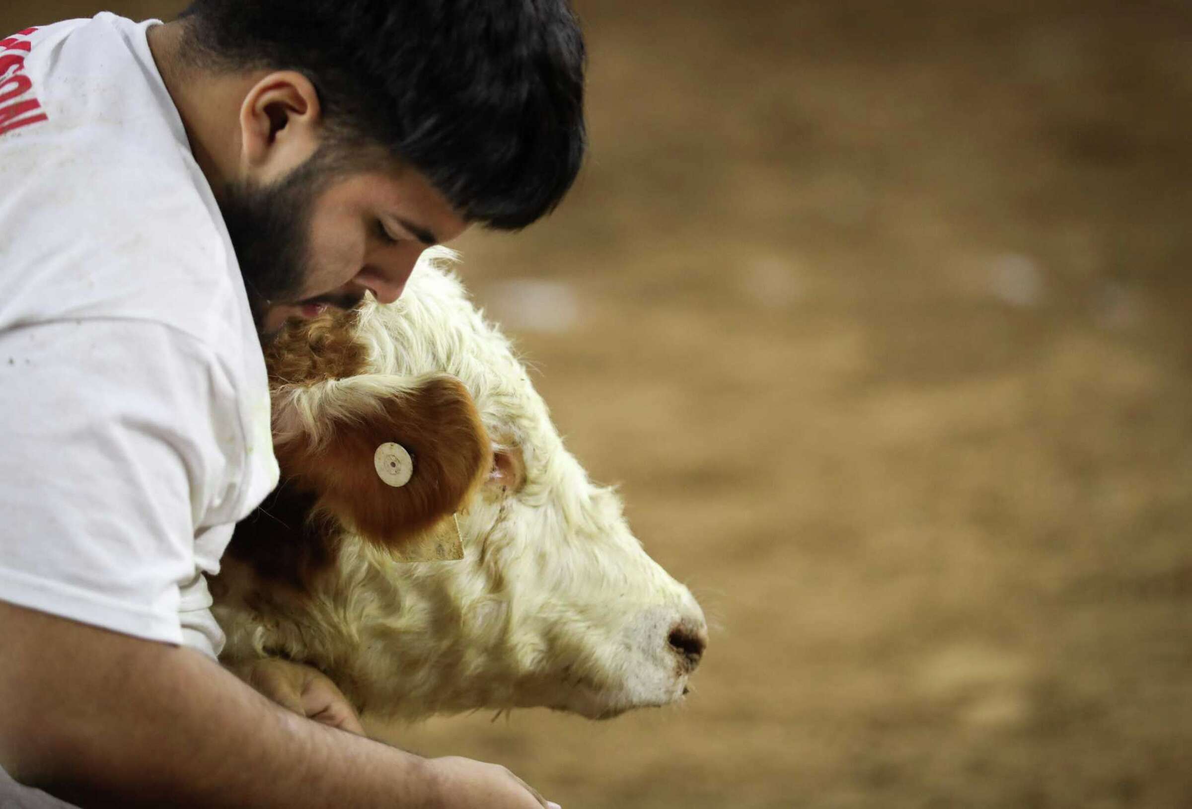 2024 Houston Rodeo: What to know about the calf scramble program