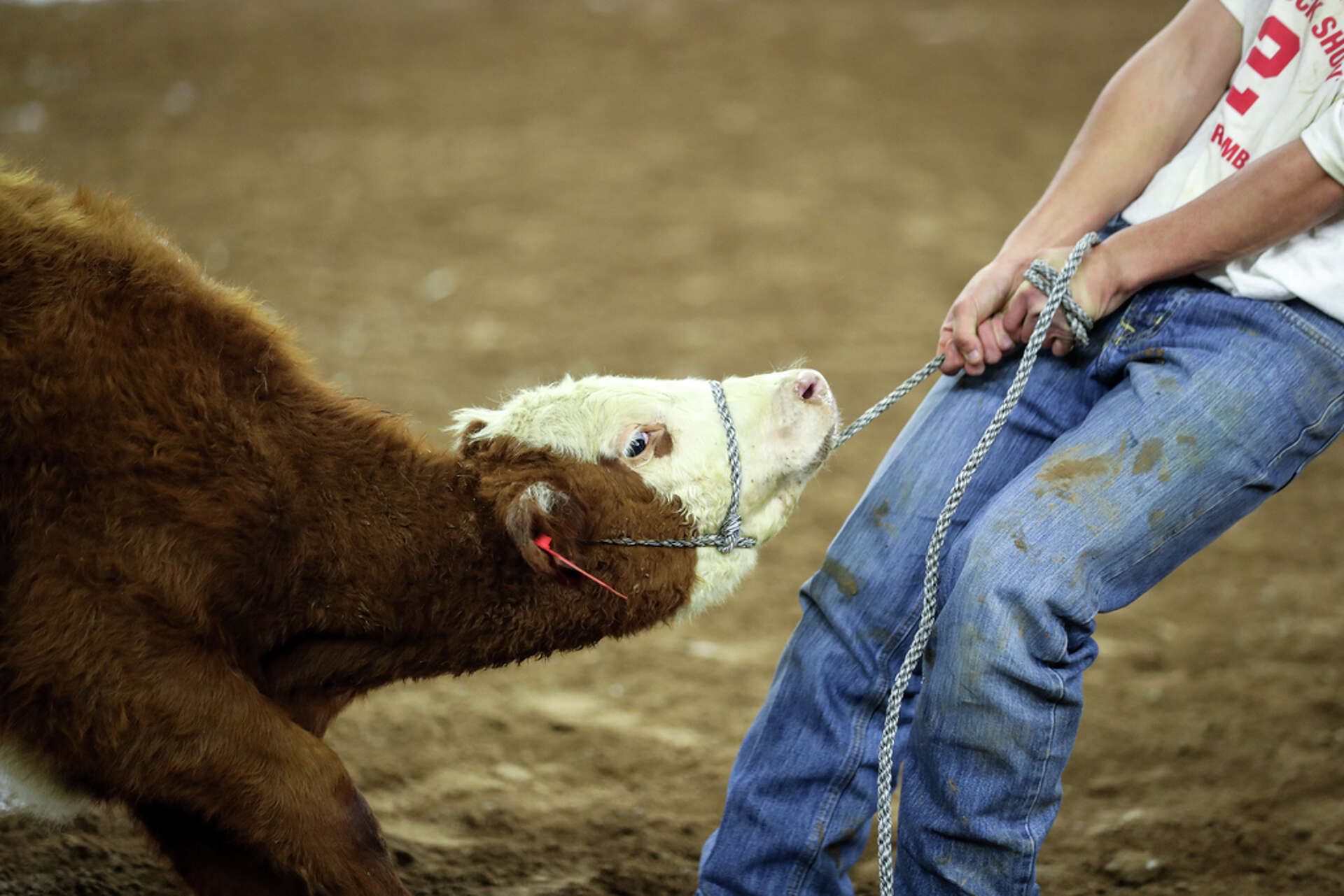 What is the calf scramble at the Houston Rodeo?