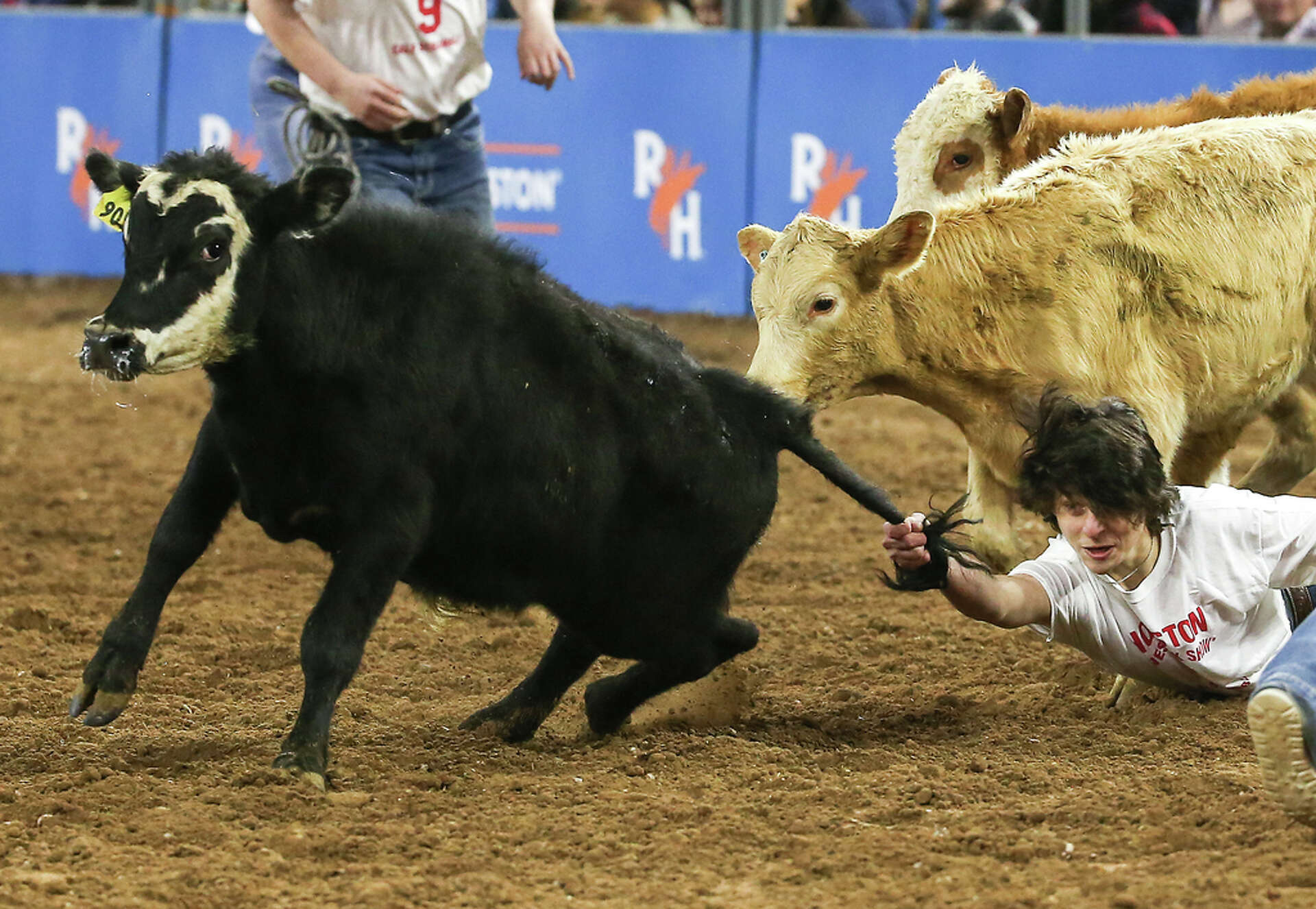What is the calf scramble at the Houston Rodeo?