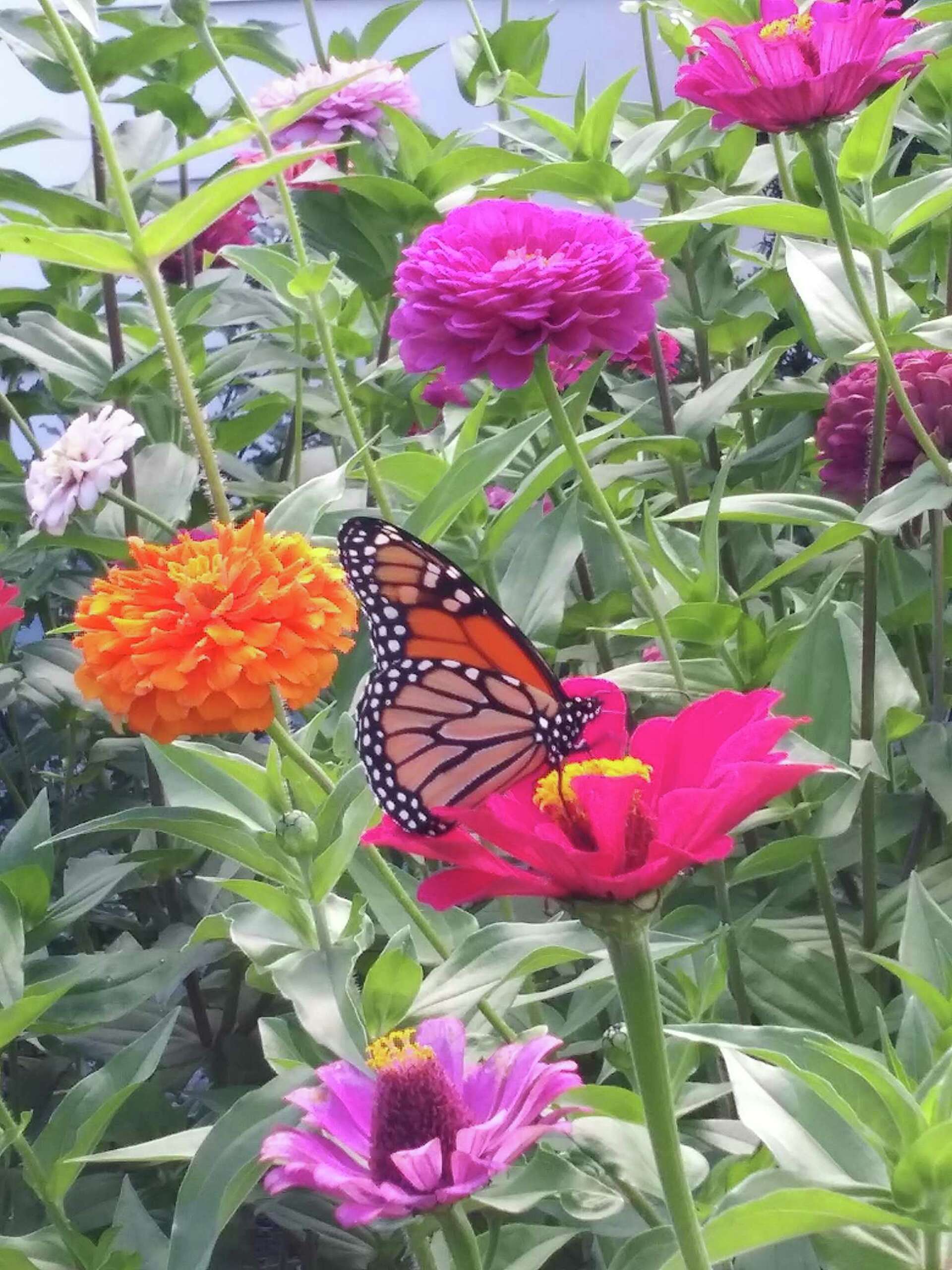 The best nectar-producing flowers and plants for monarch butterflies in ...