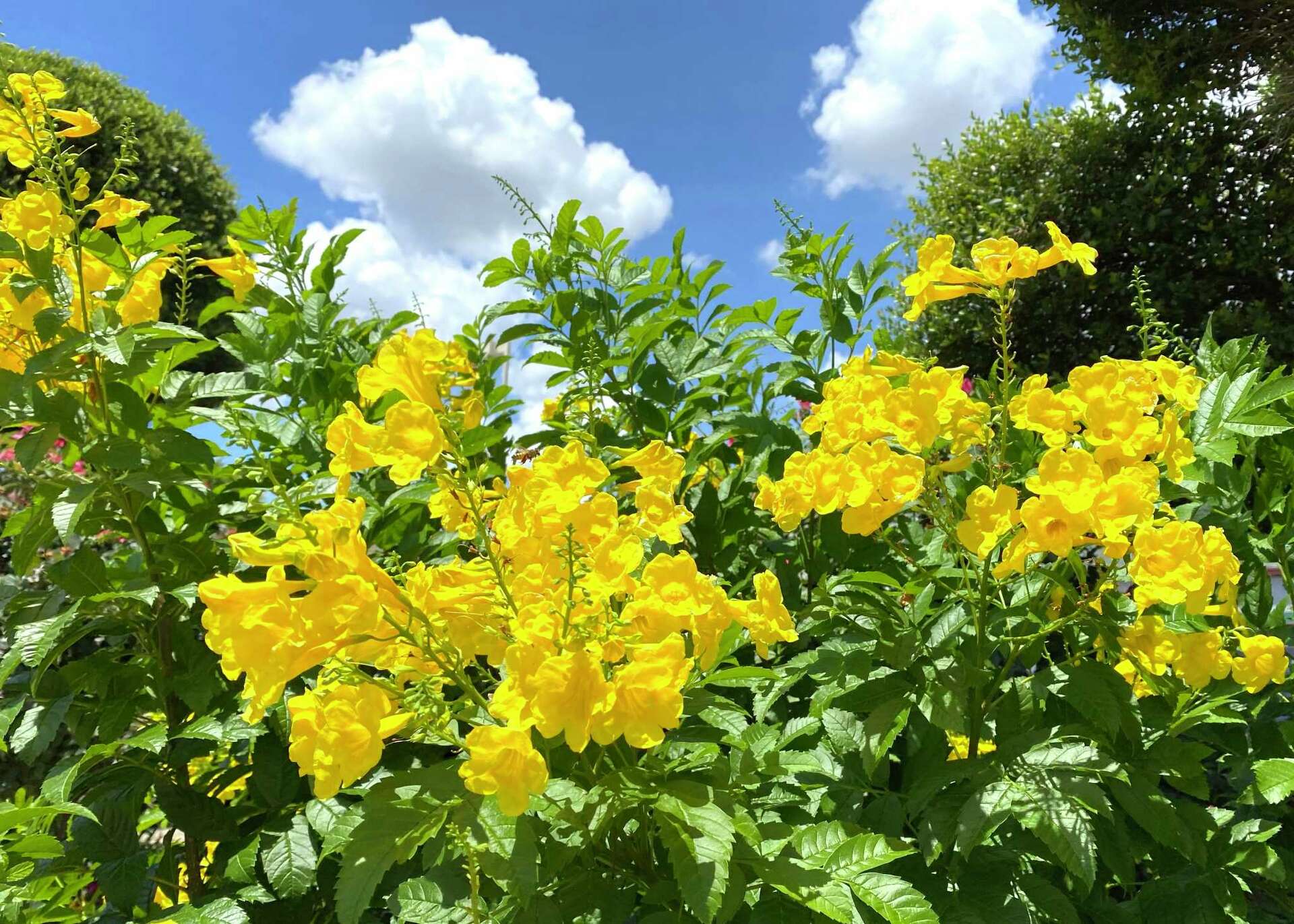How to grow esperanza plants from cuttings