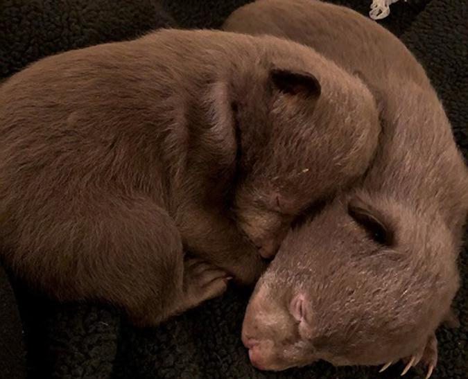 Northern California man pleads guilty to snatching 4-week-old bear cubs ...