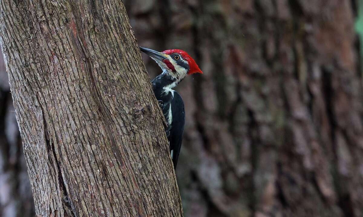 How woodpeckers protect their brains while pecking and drumming
