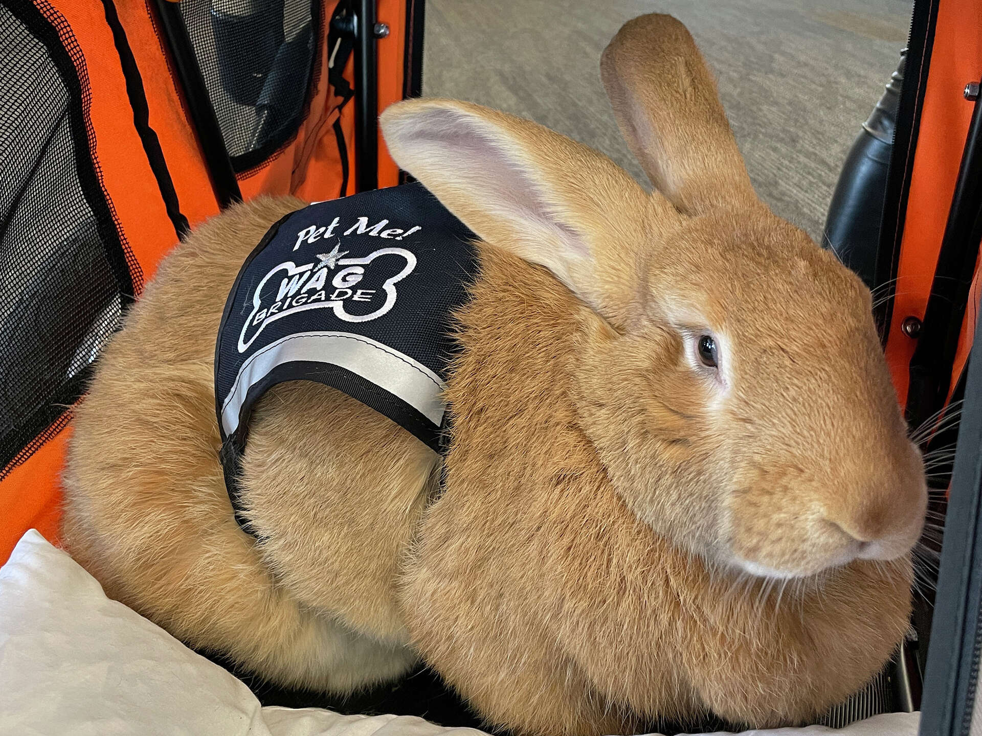 Scared of flying? SFO's new giant rabbit is here to help