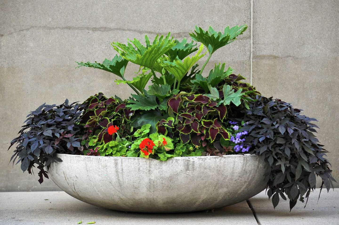 Houston expert and Harris County horticulture agent offers tips for ...