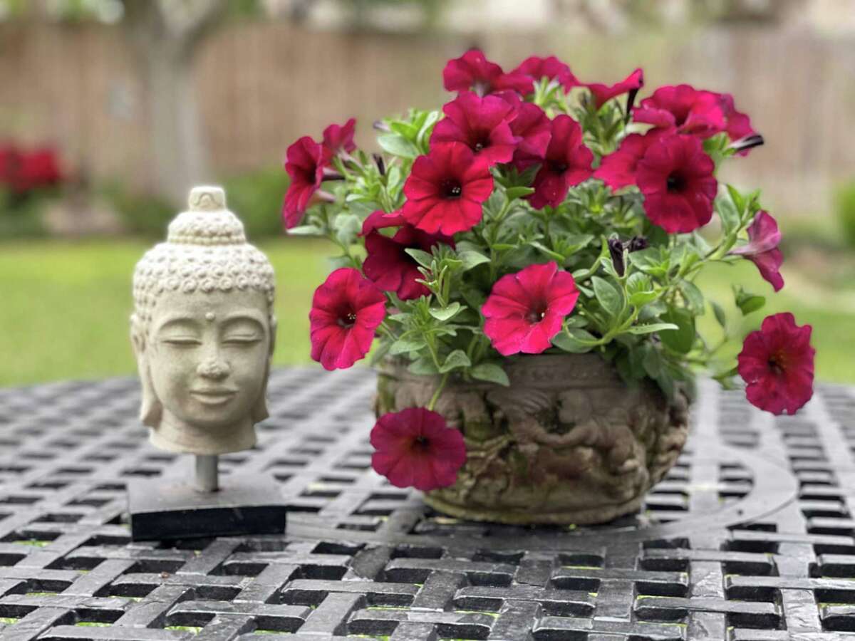 Houston expert and Harris County horticulture agent offers tips for ...