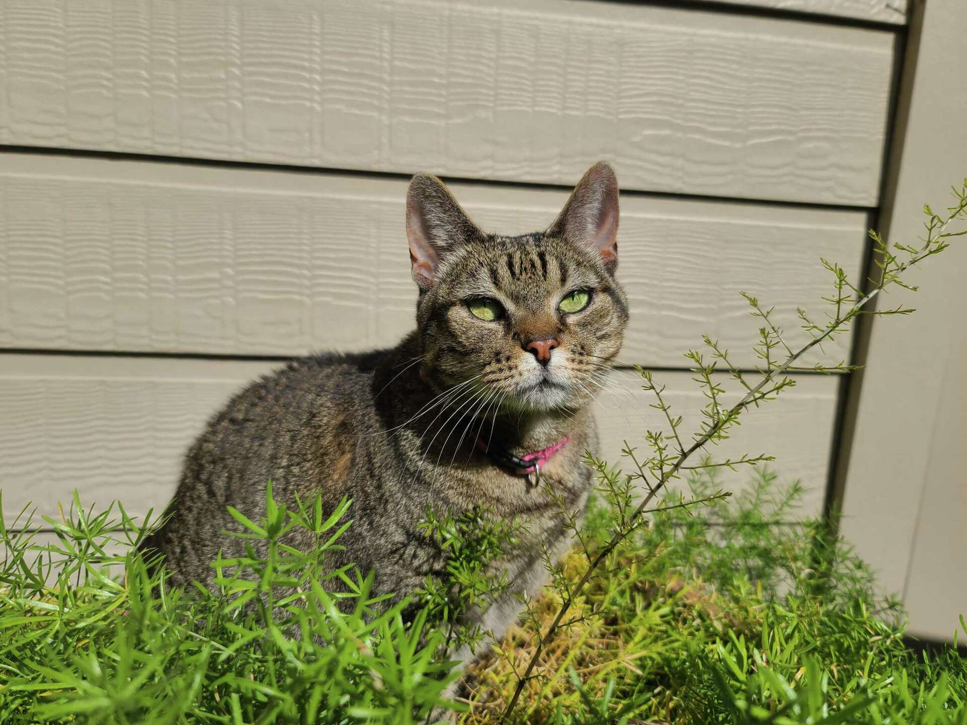 Houston expert and Harris County horticulture agent offers tips for ...