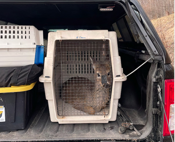 Police save exhausted deer from Manistee Lake