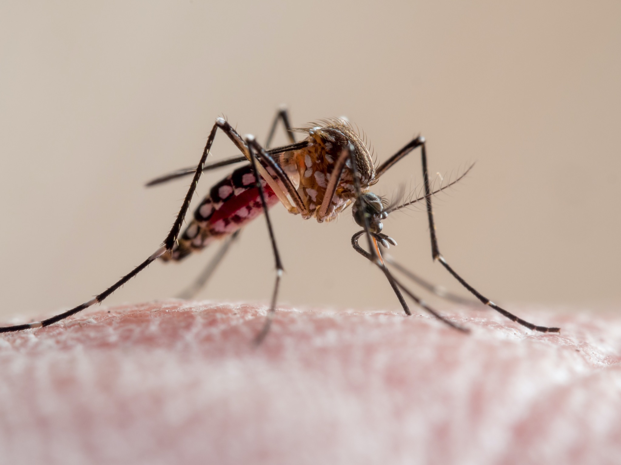 Genetically edited mosquitoes may be released in California