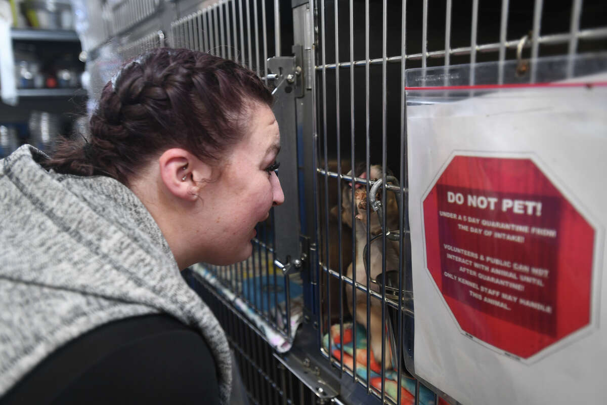 Beaumont Animal Shelter holding adoption special