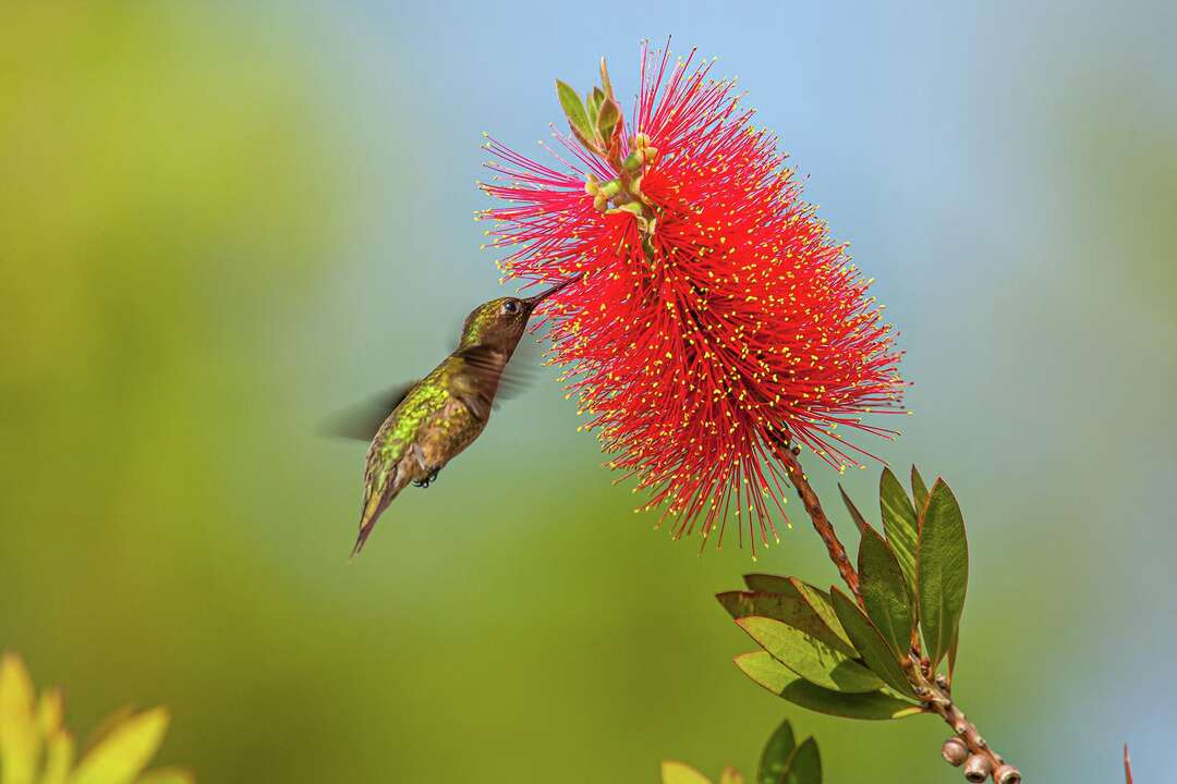 Texas hummingbirds are back in Houston. What you need to know.