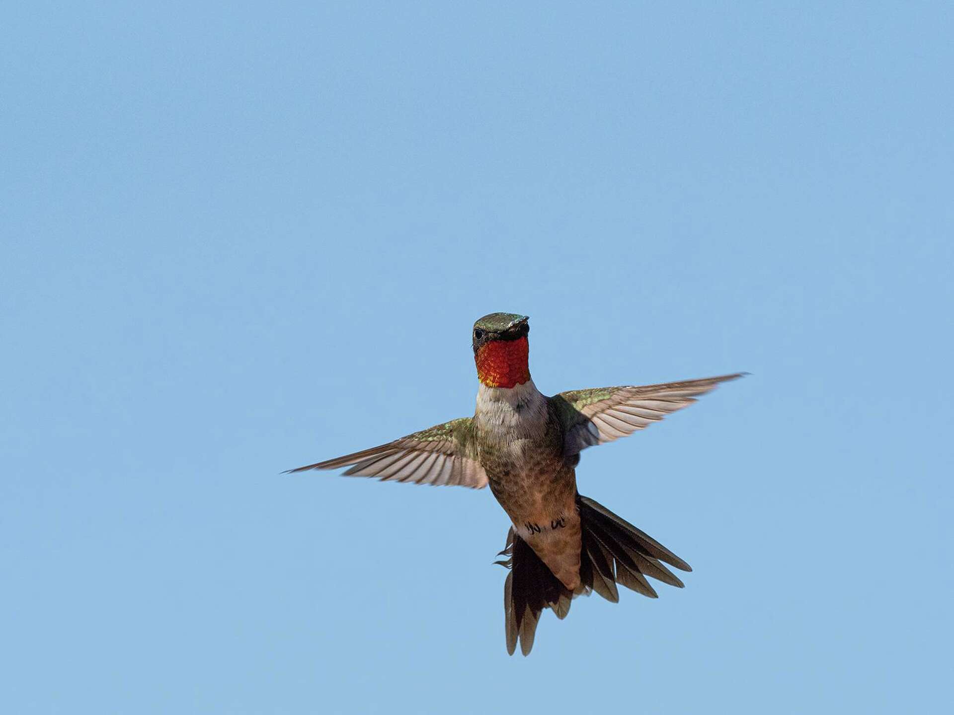 Texas hummingbirds are back in Houston. What you need to know.