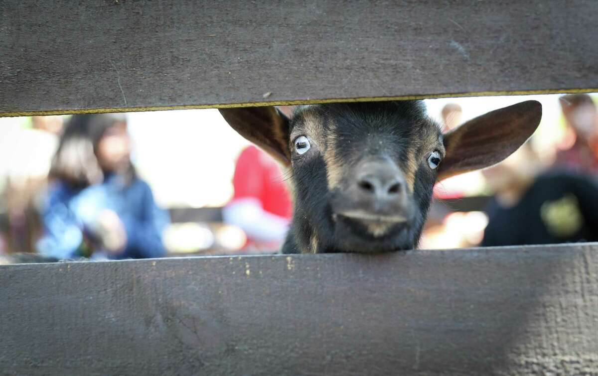 Kids Mini Rodeo brings a petting zoo and horseback riding to Third Ward