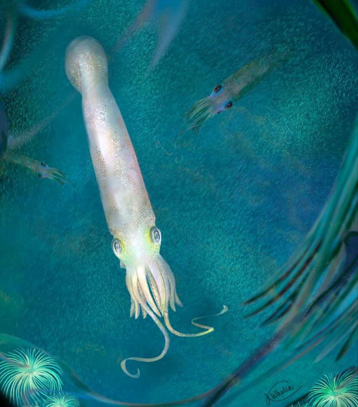 Why Yale scientists named a 328 million-year-old, octopus-like fossil ...