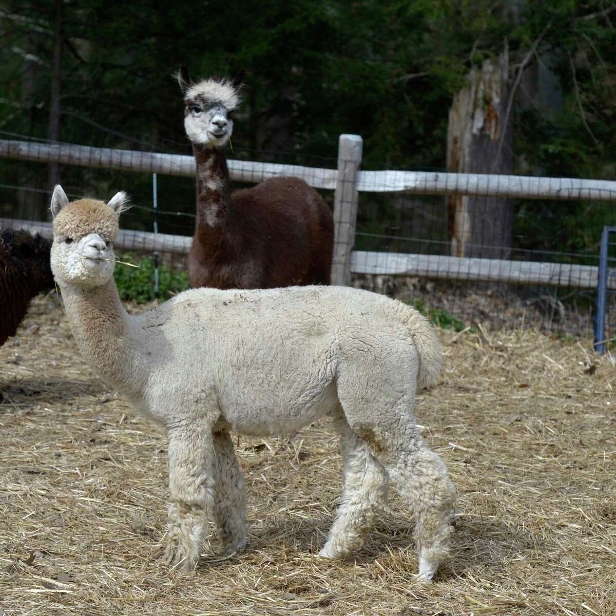 New Milford couple faces red tape in plans to open alpaca farm to public