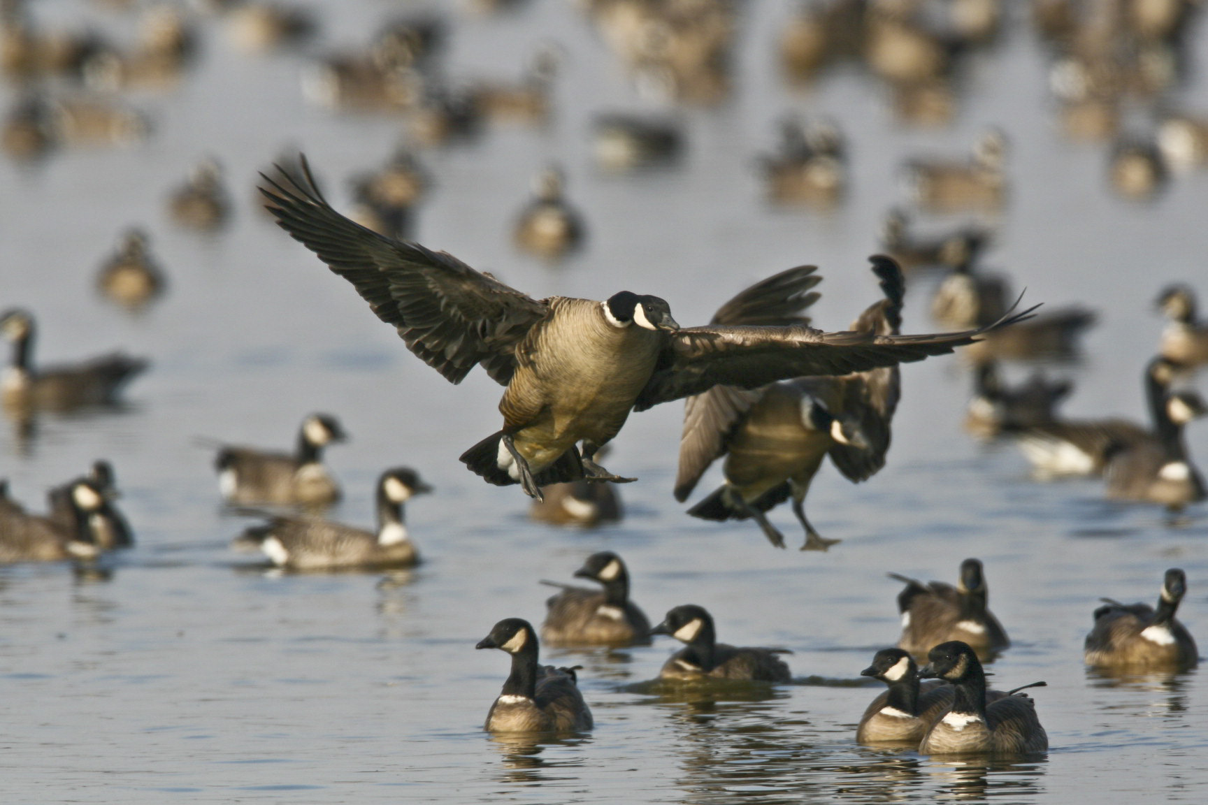 Northern California hike is a must for bird-watchers