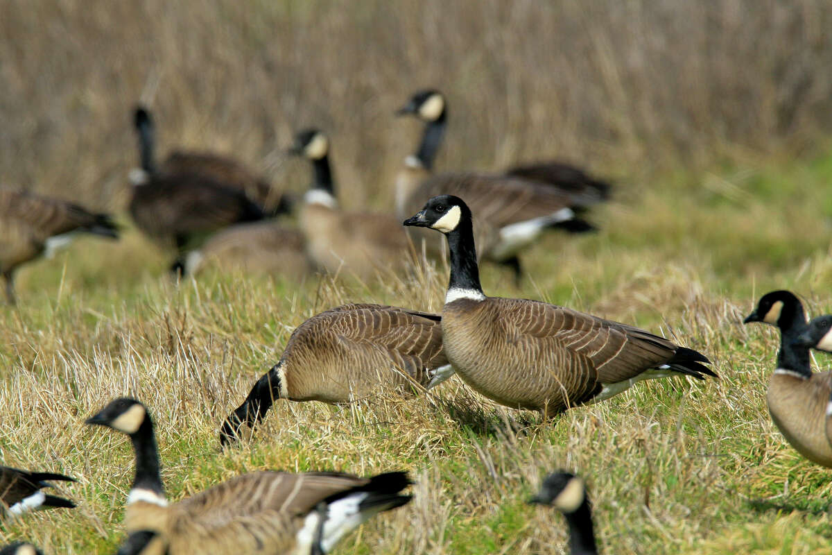 Northern California hike is a must for bird-watchers