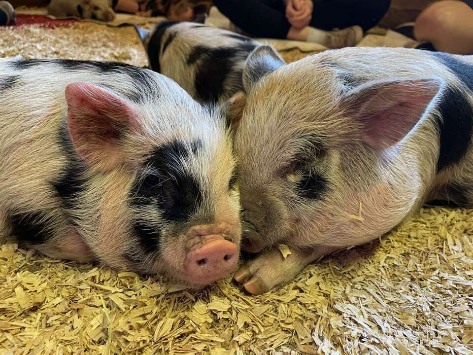 5 CT farms where you can hang out with goats, pigs, other animals