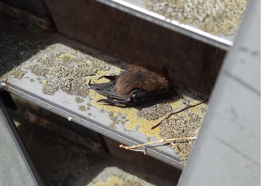 ‘Cave-dwelling’ bats in CT are waking up, here’s what you should know