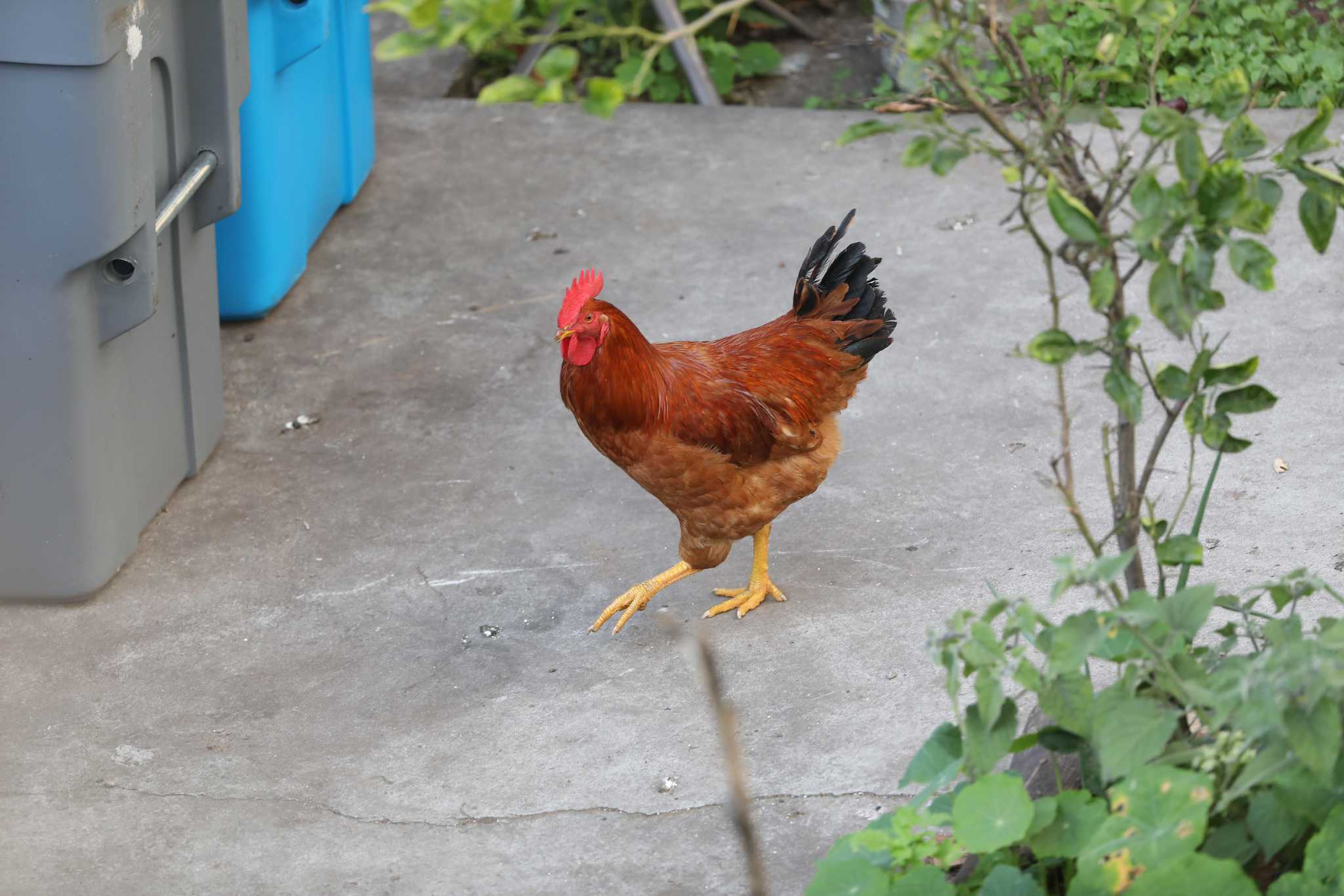 Letters: Why all the fuss over a crowing rooster? The Tenderloin has ...