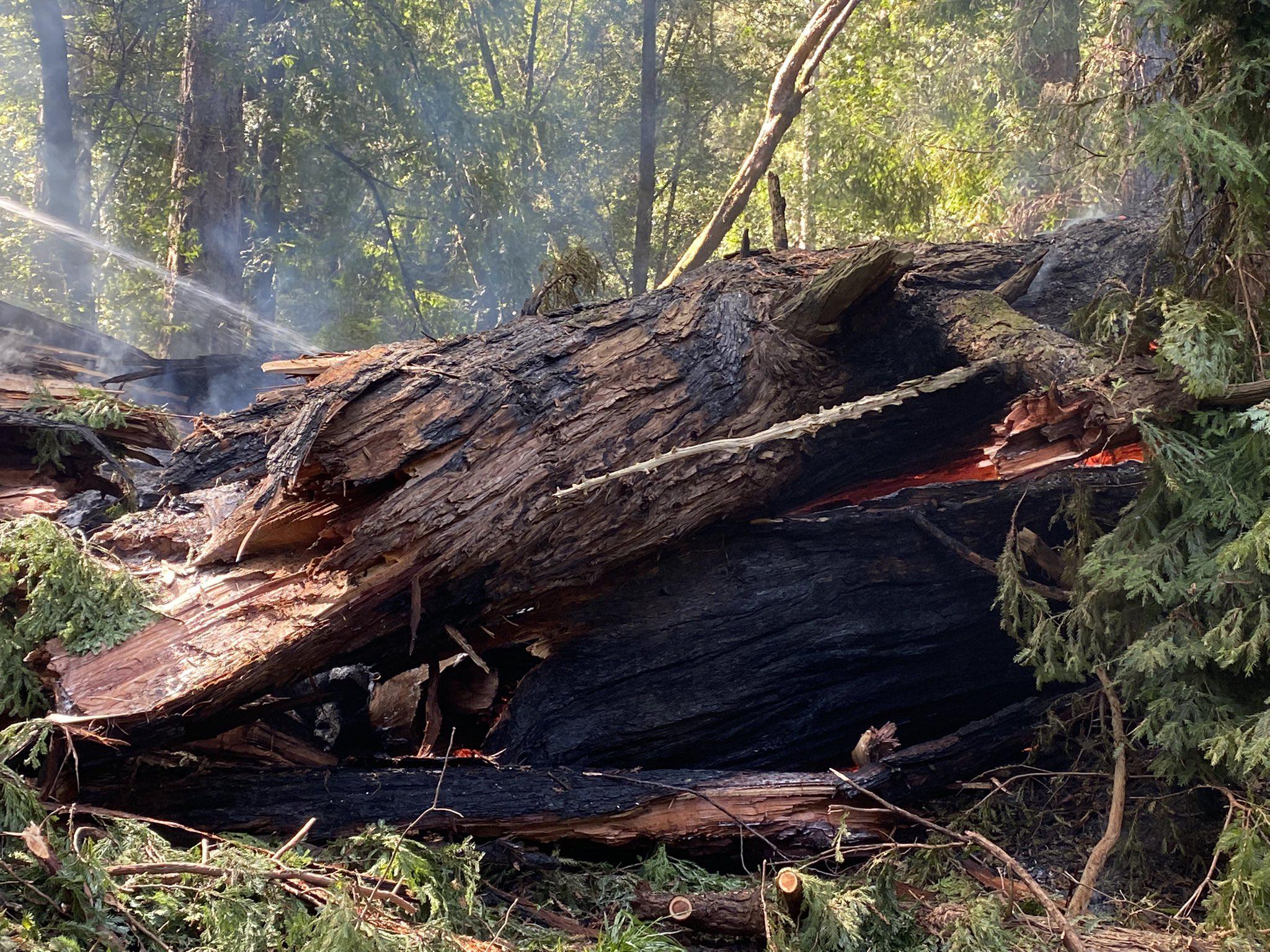 Iconic Pioneer Tree in Marin County toppled by massive fire