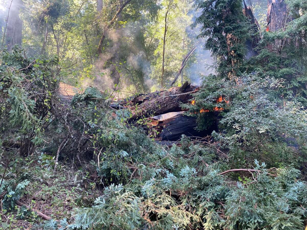 800-year-old Pioneer Tree destroyed in fire at California's Marin's ...