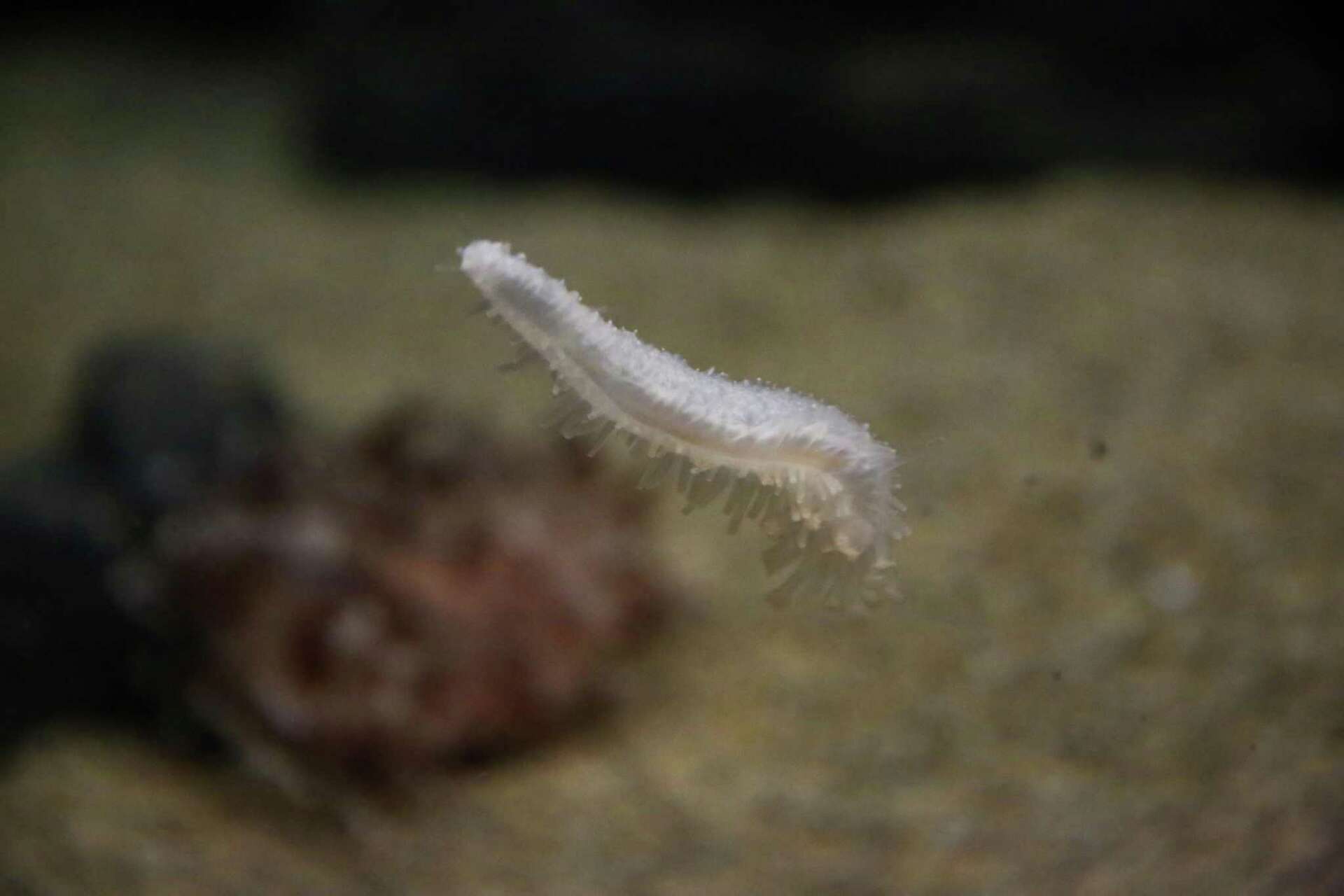 New show at Monterey Bay Aquarium provides rare view of creatures from ...