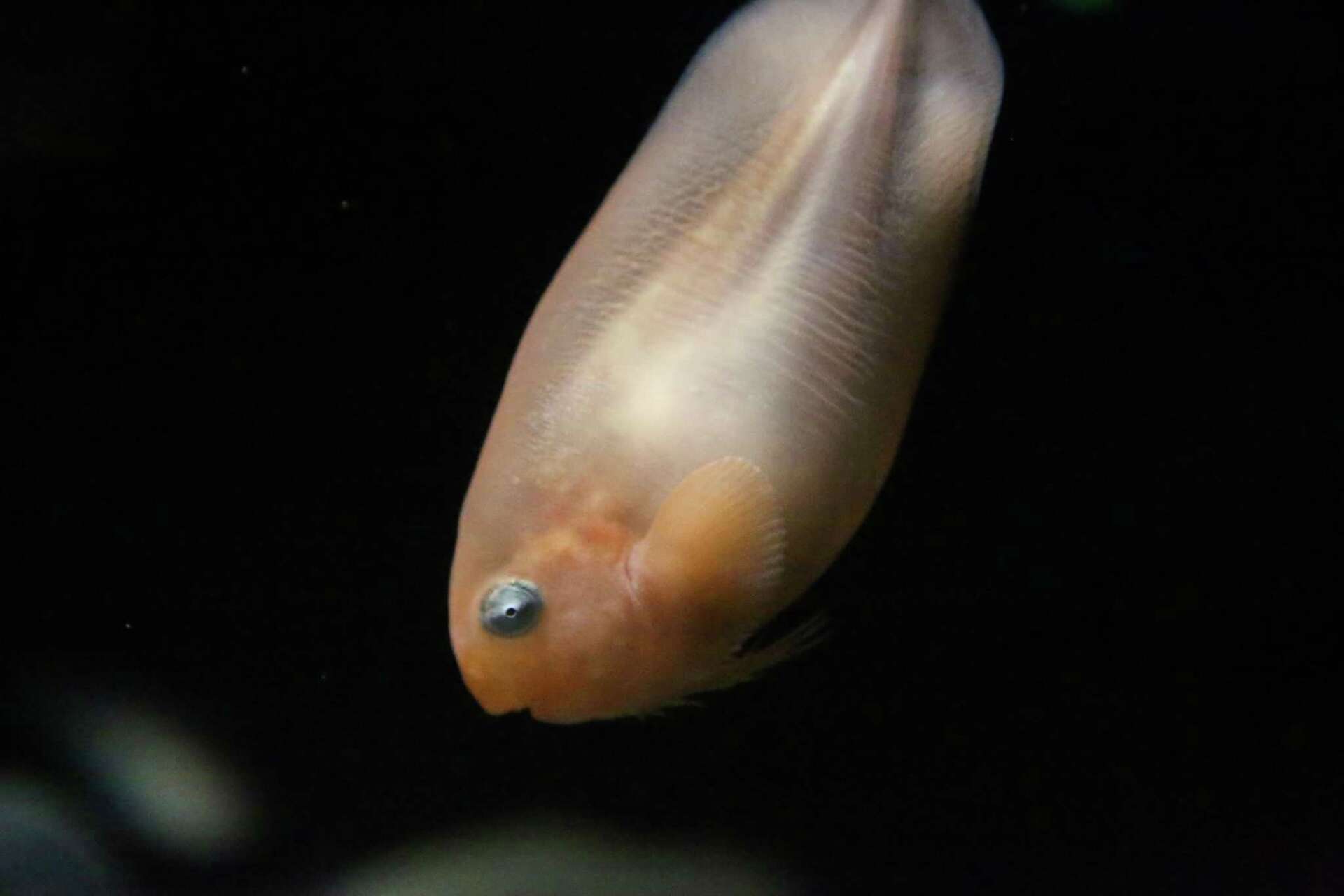 New show at Monterey Bay Aquarium provides rare view of creatures from ...