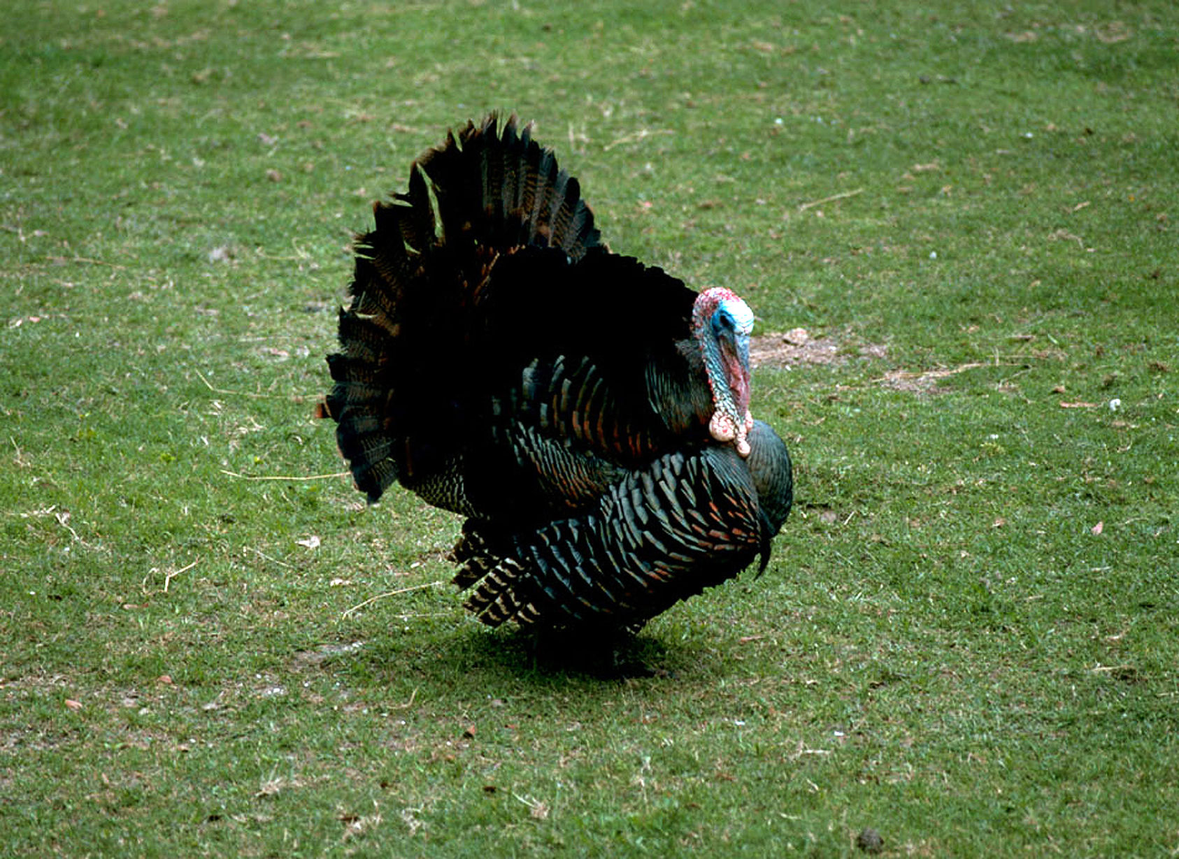 Litchfield Is State's Top 'Turkey Town,' Hartford #4, Greenwich #5, New ...