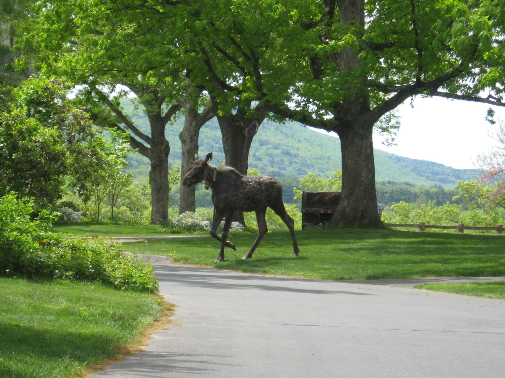 The Big Wildlife Story in Connecticut? Moose 'on the Loose'
