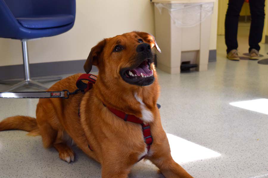 At Yale’s Canine Cognition Center, Dog Smarts is Being Studied ... And ...