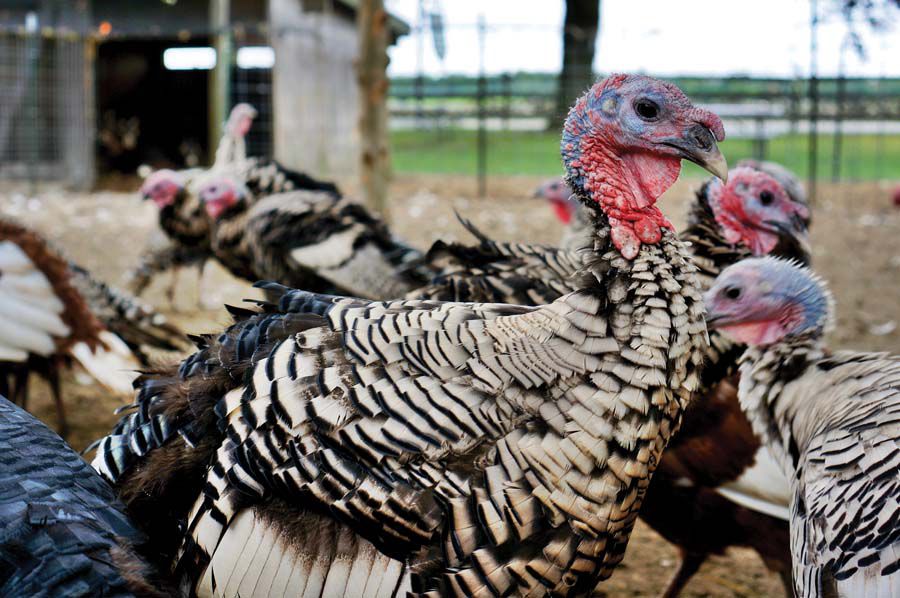At Ekonk Hill Turkey Farm in Moosup, a Better Life Makes For a Better Bird