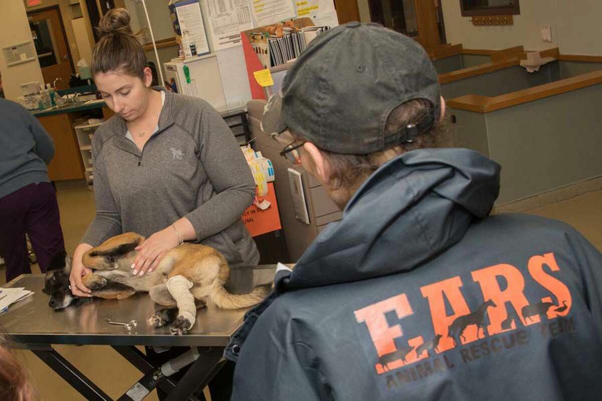 Emergency Animal Response Service Is There for Pets in Need