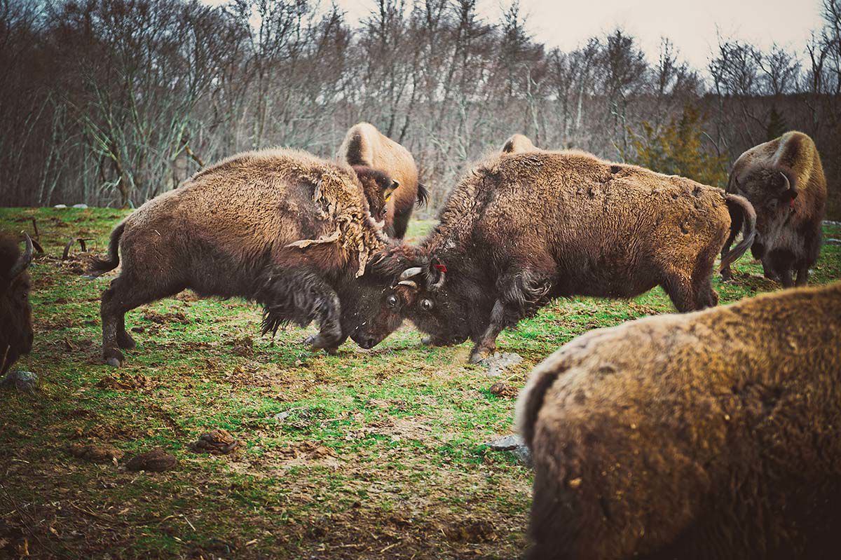Looking for a Red Meat Alternative? Connecticut Farms are Humanely ...