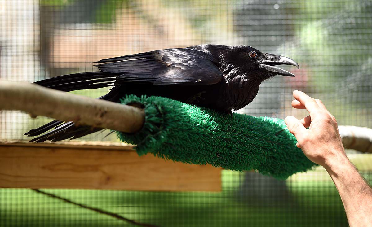 A Place Called Hope Offers Rehabilitation to Injured or Orphaned Birds