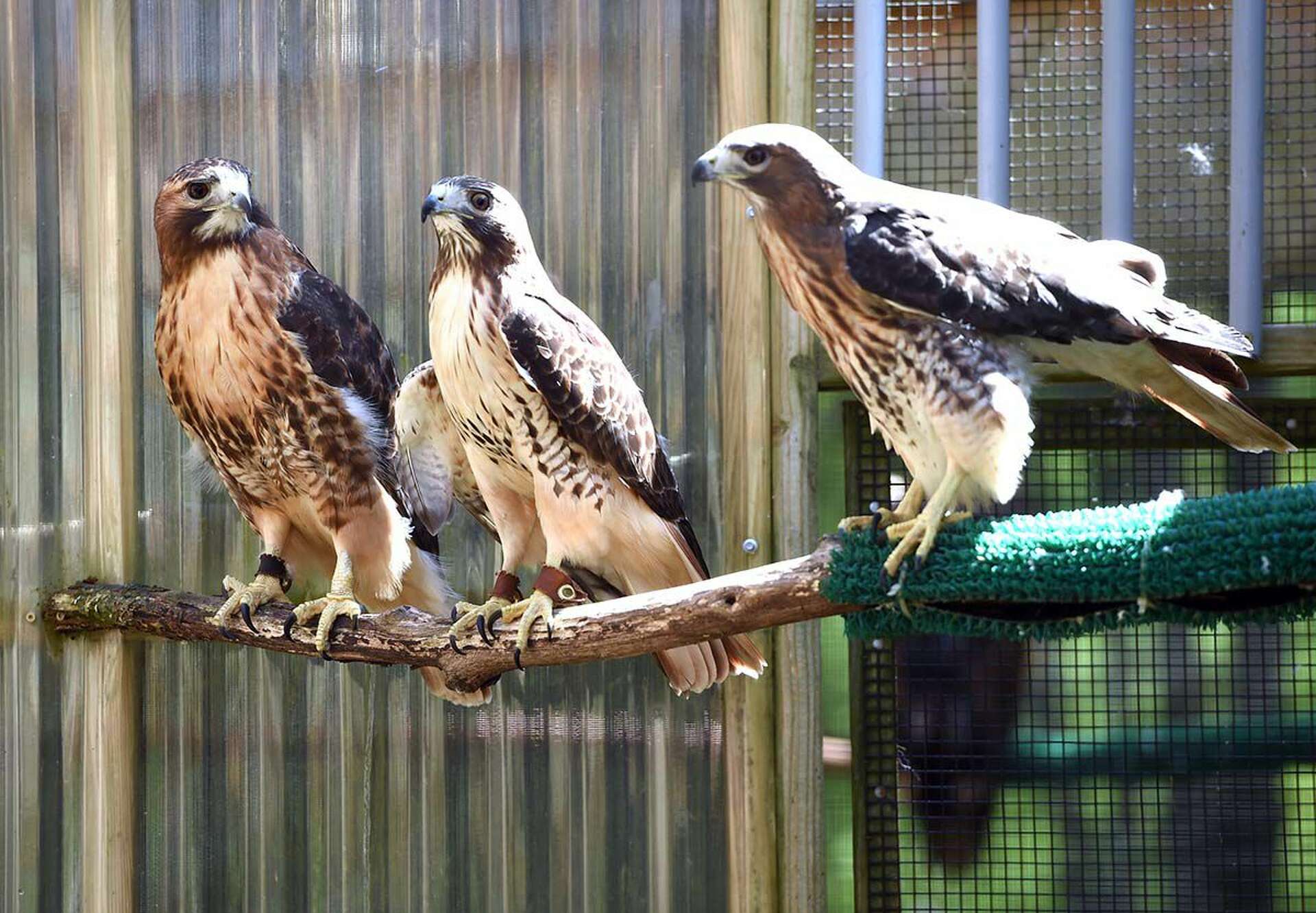 A Place Called Hope Offers Rehabilitation to Injured or Orphaned Birds