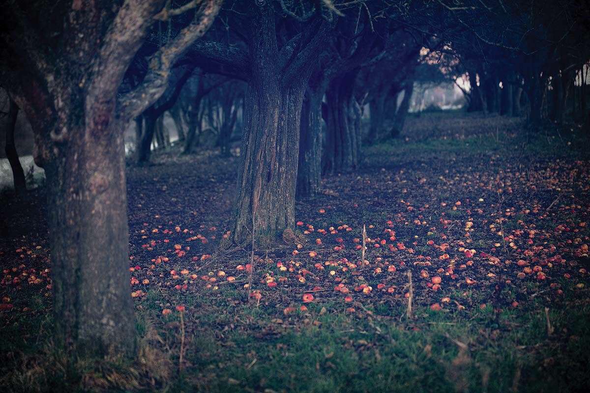 The disturbing true story behind Franklin's 'cursed' apple tree