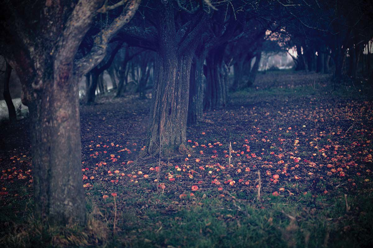 The disturbing true story behind Franklin's 'cursed' apple tree