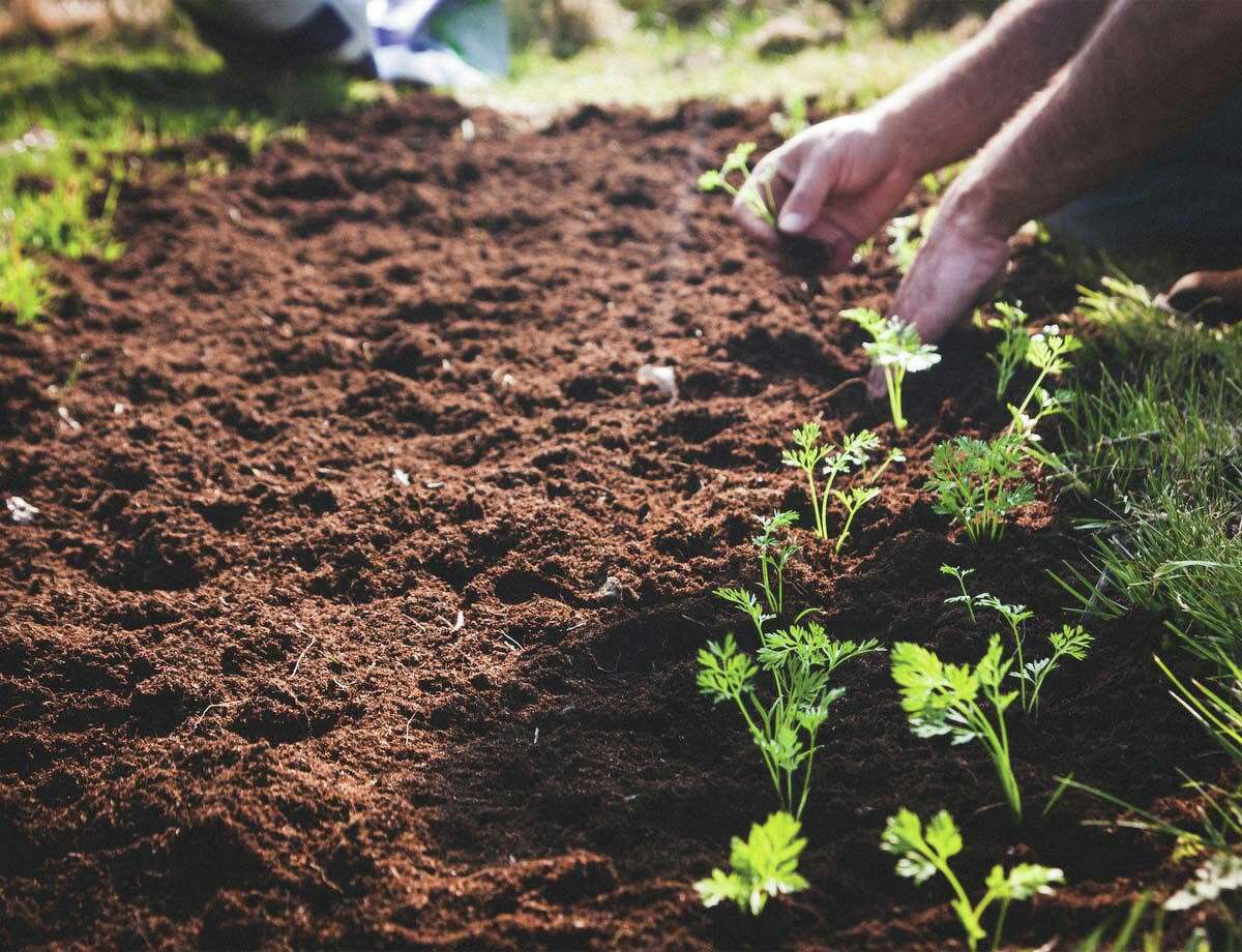 Ready, set, grow: How to plan and plant your garden