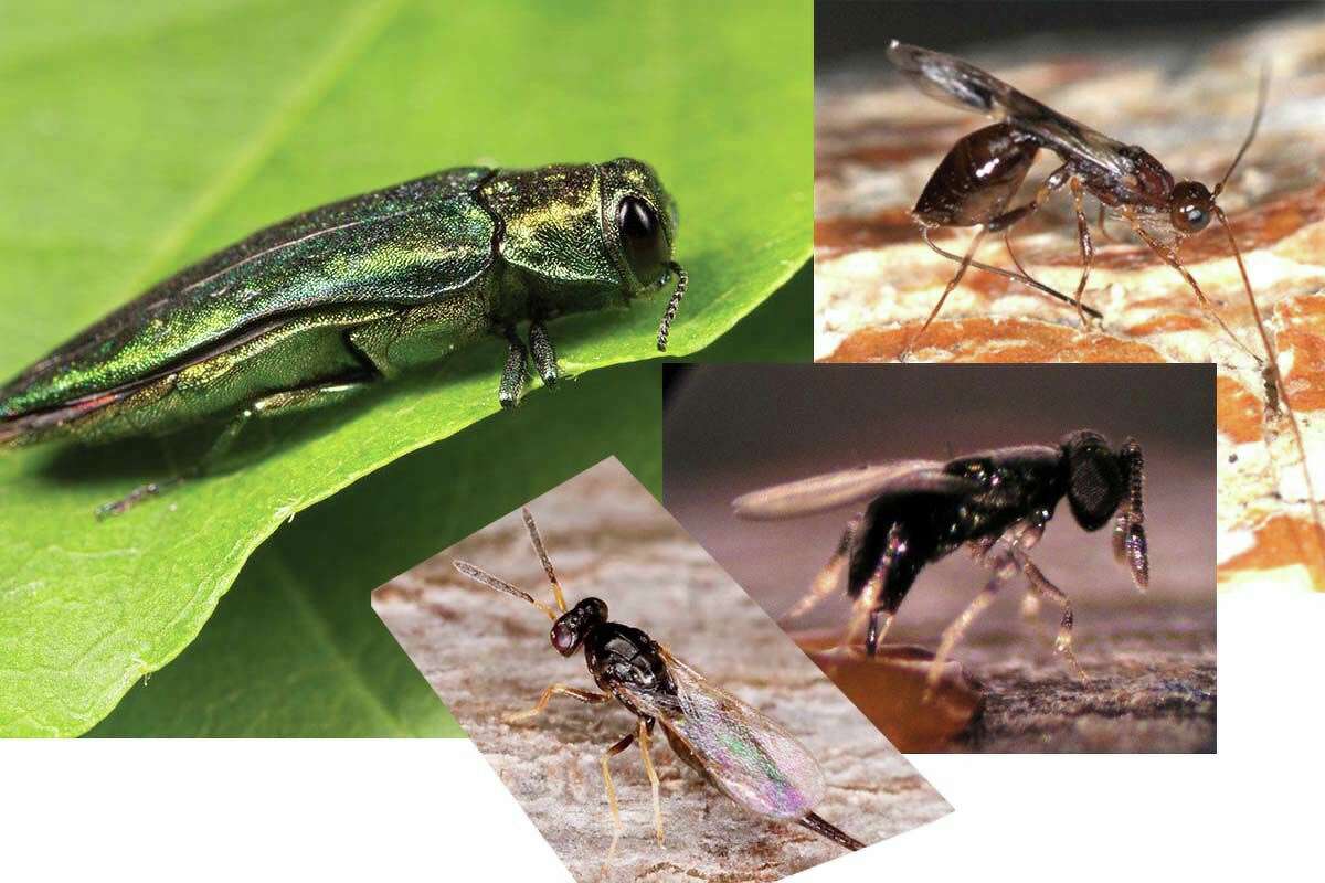 Insects are being deployed in the war against invasive species in ...