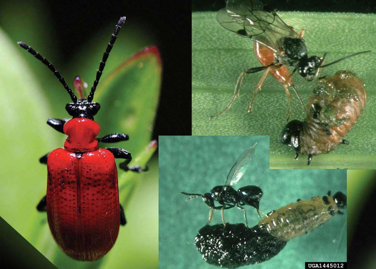 Insects are being deployed in the war against invasive species in ...