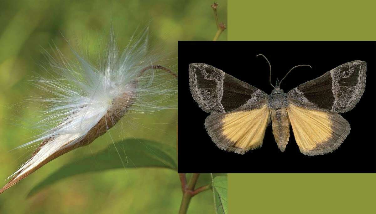 Insects are being deployed in the war against invasive species in ...