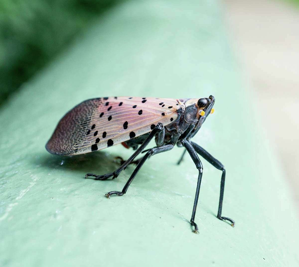 Insects are being deployed in the war against invasive species in ...