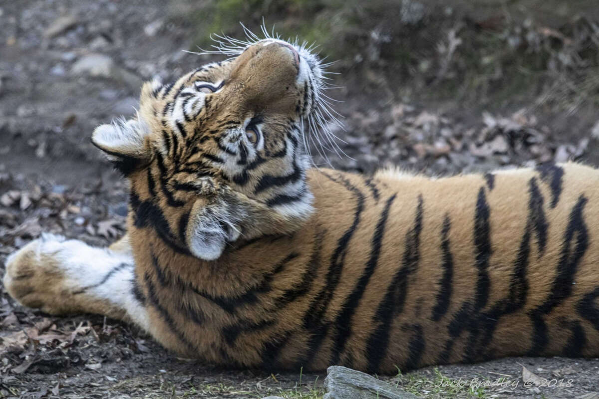 Talking 'Tiger King' with a tiger keeper at the Beardsley Zoo