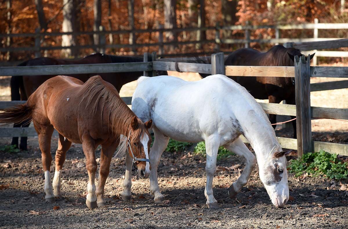 Experts: CT has first positive case of EEE in horse this year