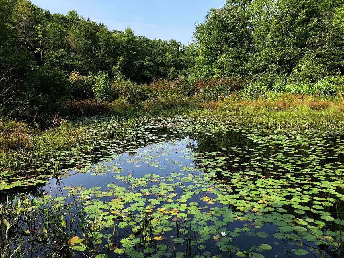 All aboard the Moosup Valley State Park Trail, a challenging hike with ...