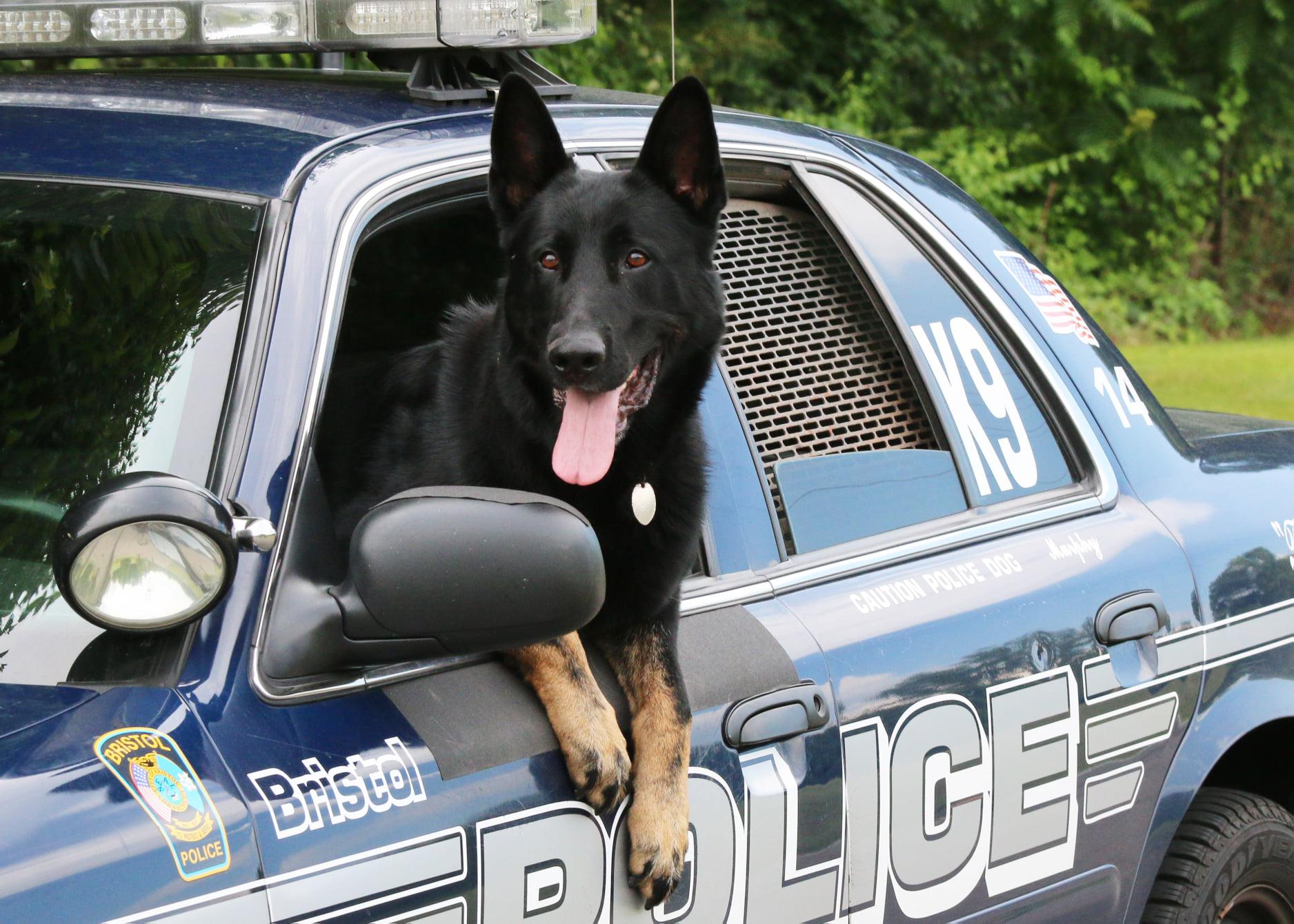 Bristol police dog Murphy dies after seven years of service