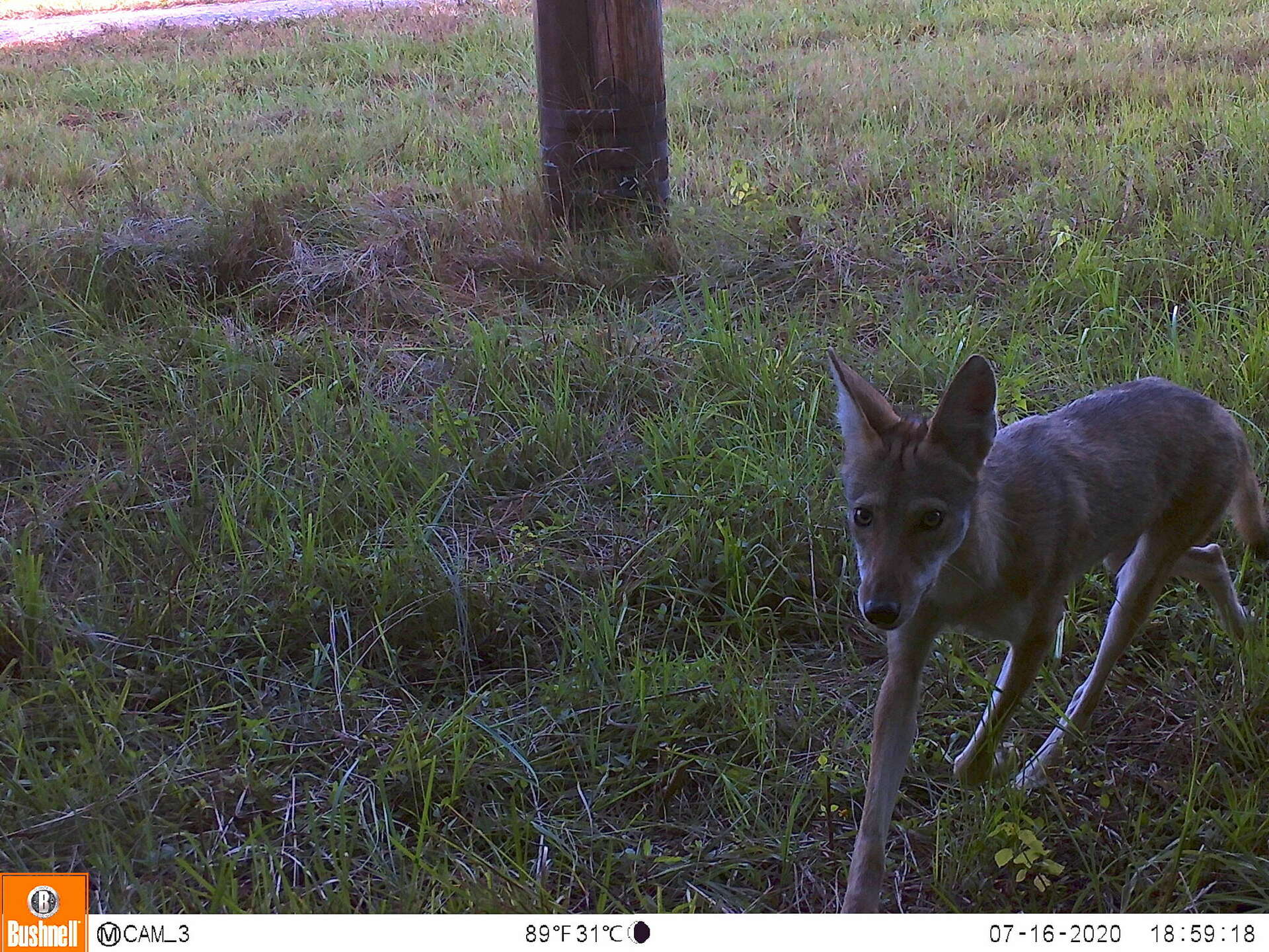 Houston coyotes will keep popping up in places like Memorial Park